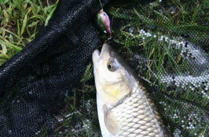 Bravo Fish - Mosa Ultralight - Angelköder Testportal